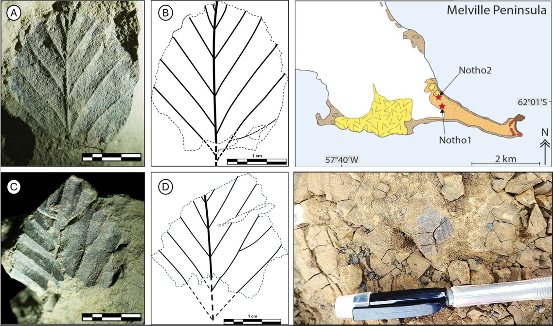 Hojas fósiles revelan que bosques de Nothofagus sobrevivieron en la ...
